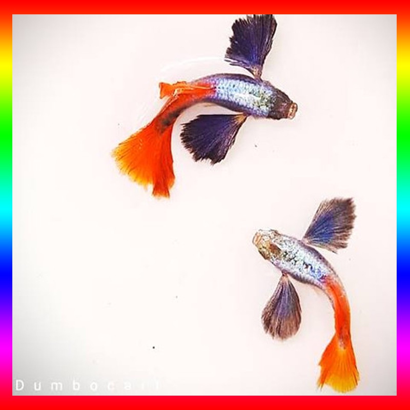 Jual guppy Platinum Red Tail | Shopee Indonesia