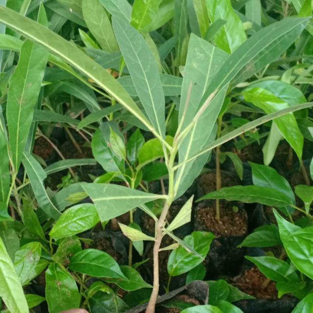 Jual Tanaman hias bibit tabebuya bunga kuning | Shopee Indonesia