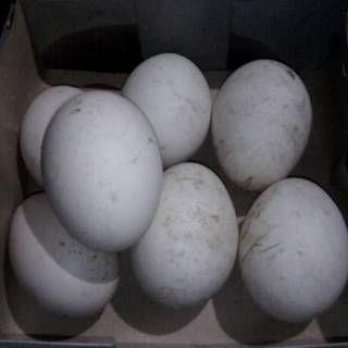 Jual Telur Angsa Tembuhuk (Endog soang) calang | Shopee Indonesia