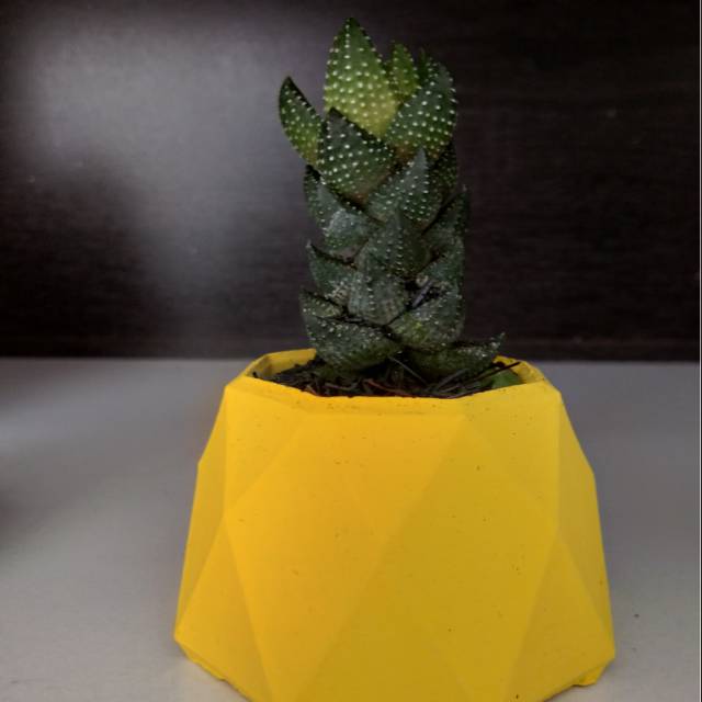 Harga Succulent.unik Terbaru April 2024 |BigGo Indonesia