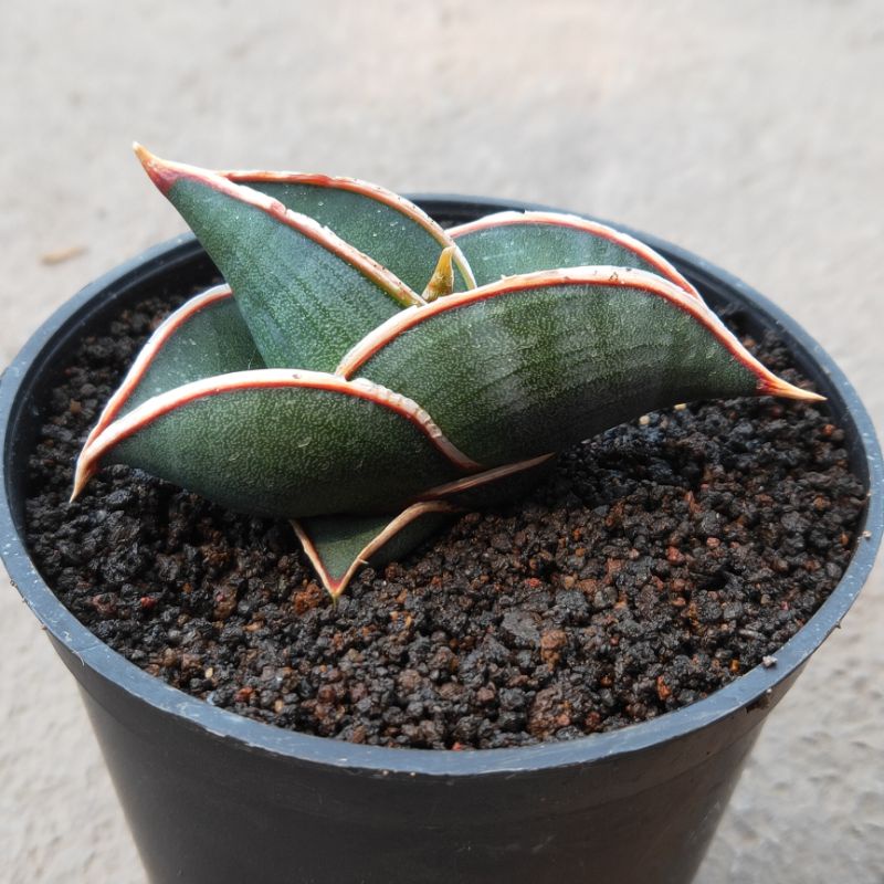 Jual sansevieria rorida | Shopee Indonesia