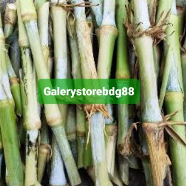 Jual Jual bibit tebu gajah bibit gelagah atau rumput gajah / kaso 500 ...