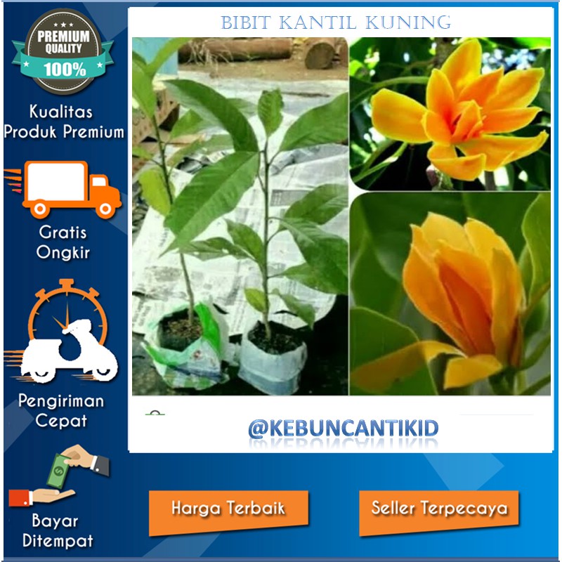 Jual BIBIT TANAMAN HIAS HALAMAN BUNGA KANTIL KUNING UNGGULAN LARIS ...
