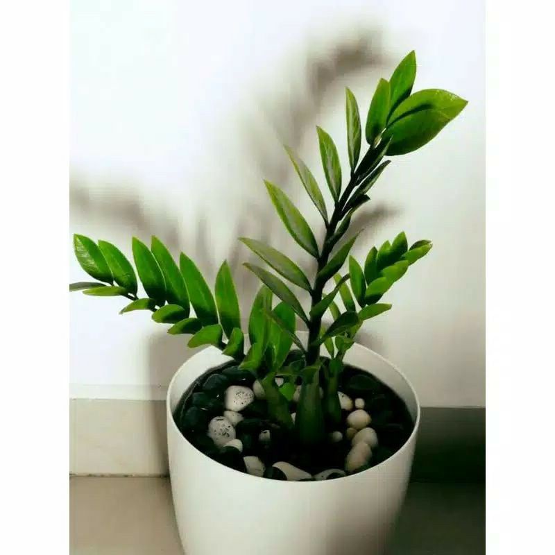 Jual Tanaman Dolar Zamia Culcas | Tanaman Dollar|Tanaman Hias indoor ...