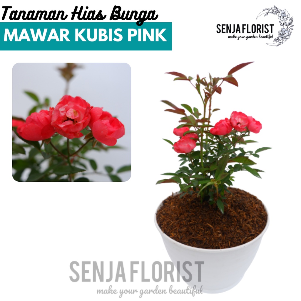 Jual Tanaman Bunga Mawar Kubis Pink - Mawar Telur Pink Berbunga ...
