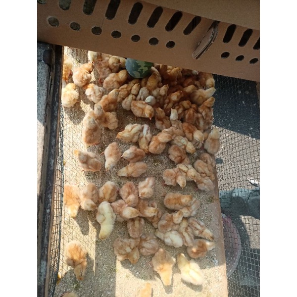 Ayam Petelur Ayam Telur DOC Ayam Petelur Anakan Ayam Layer Bibit Ayam ...