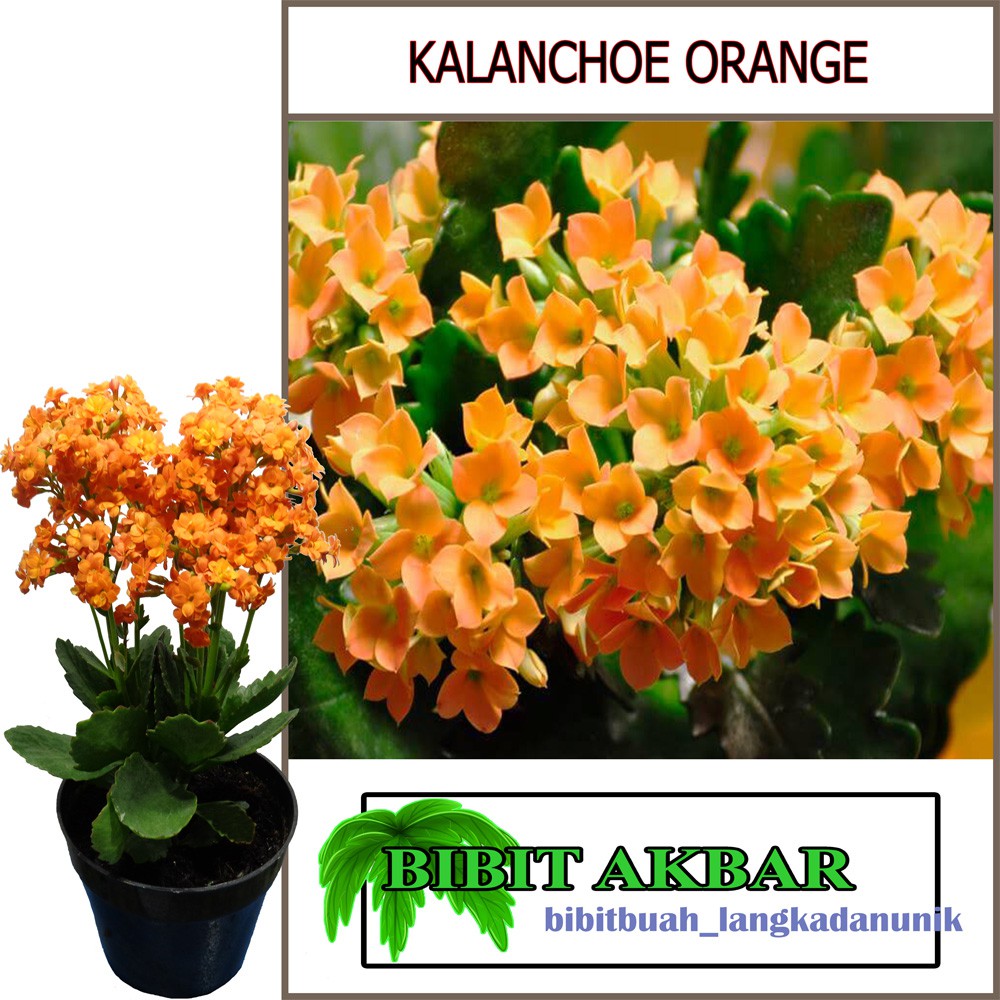 Jual Tanaman Kalanchoe Orange | Shopee Indonesia