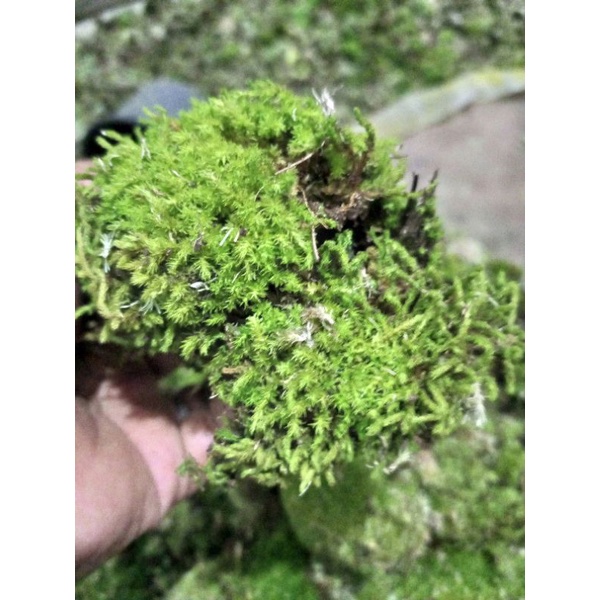 Jual lumut 1kg | Shopee Indonesia