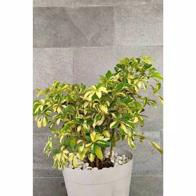 Jual Tanaman hias Walisongo variegata | Shopee Indonesia