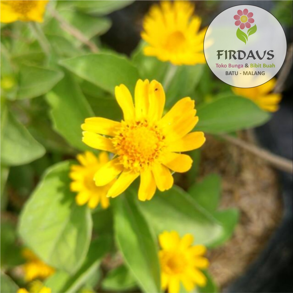 Kumpulan 38+ Tanaman Bunga Bintang Super Keren - Informasi Seputar ...