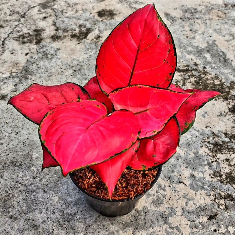 Jual Aglonema Red anjamani/ Bunga aglonema red anja/ tanaman hias hidup ...
