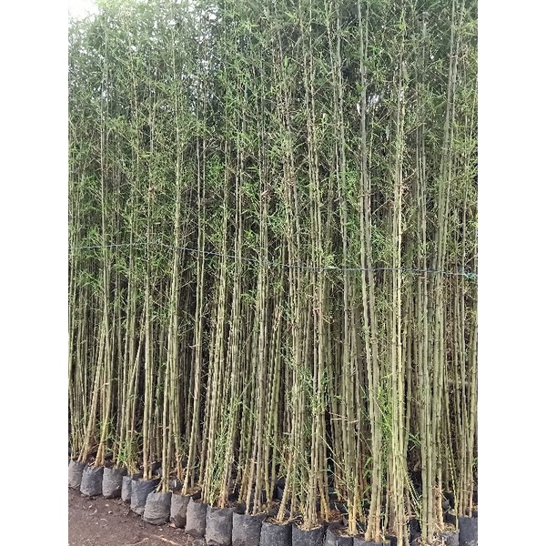 Jual Tanaman bambu cina hijau 90cm | Shopee Indonesia