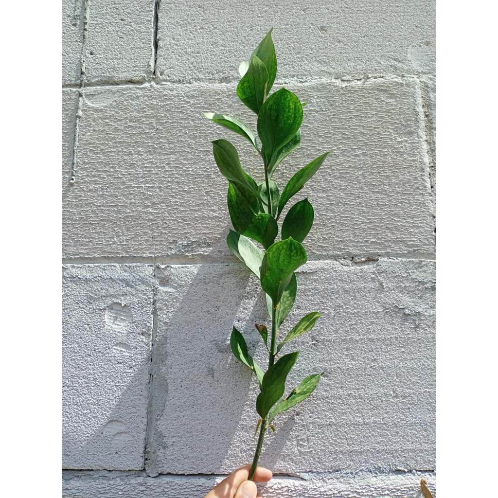 Jual Daun Ruskus Hijau/ Dekorasi/Hiasan Meja/Buket Bunga Indonesia ...