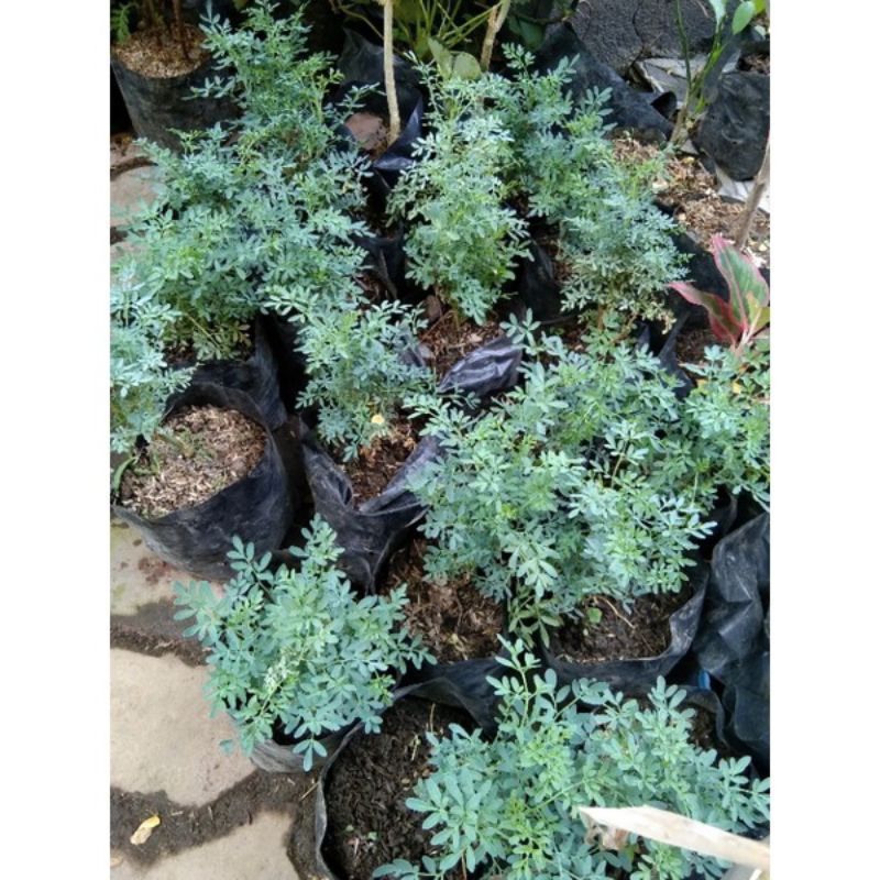 Jual tanaman herbal daun inggu banyak manfaat | Shopee Indonesia