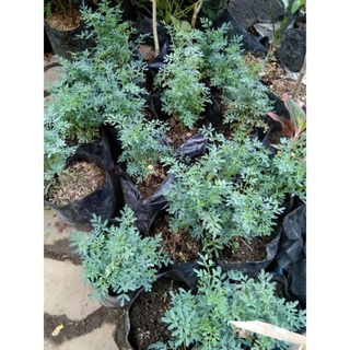 Jual tanaman herbal daun inggu banyak manfaat | Shopee Indonesia