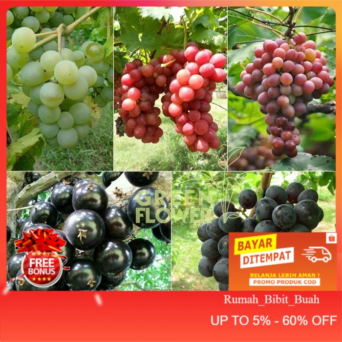 Jual PROMO 5 Jenis Bibit Anggur - Anggur Brazil, Black Caroline, Red ...