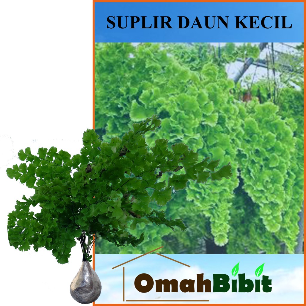 Wajib Tahu! 44+ Tanaman Bunga Suplir yang Mantul! - Informasi Seputar ...