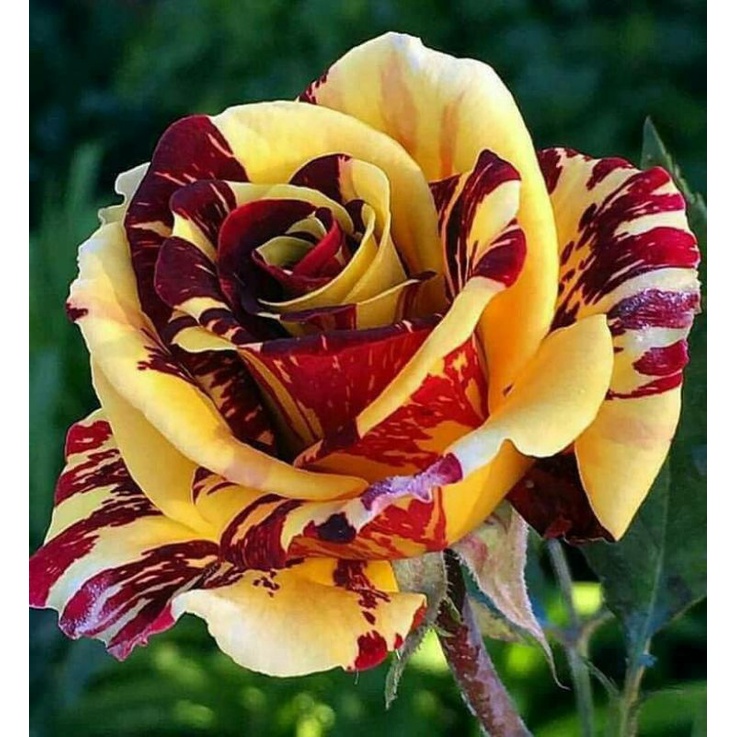 Jual Mawar Batik kuning candy superr | Shopee Indonesia