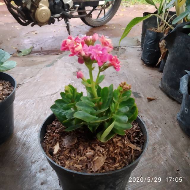 Jual Pohon Bunga Cocor Bebek | Shopee Indonesia