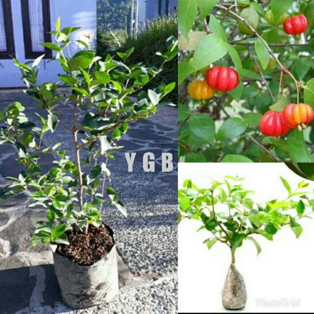 Jual Bibit tanaman Buah Dewandaru atau dewadaru pohon dewa | Shopee ...
