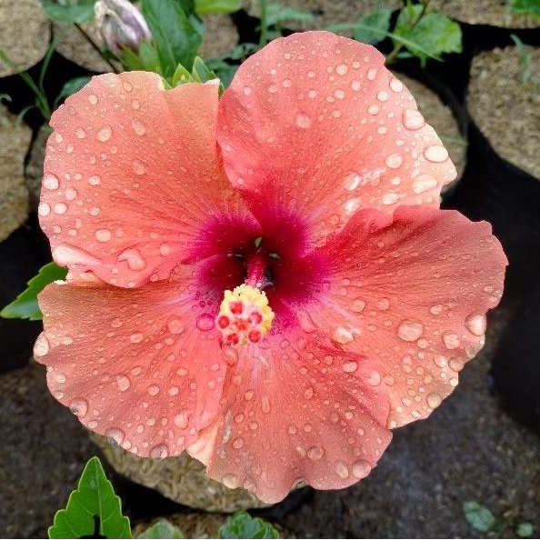 Jual bibit bunga sepatu hibiscus bangkok import warna Brick Pink ...