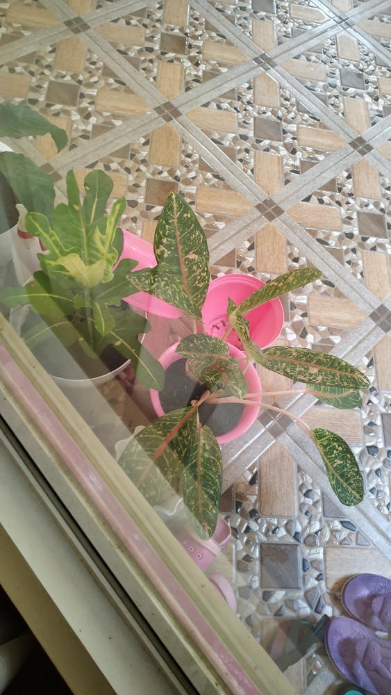 Pupuk Kompos Premium Taspu 1kg | Shopee Indonesia