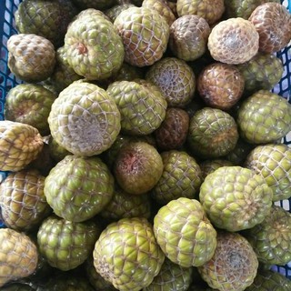 Buah rumbia / Salak Hutan Aceh Langka 1 biji | Shopee Indonesia