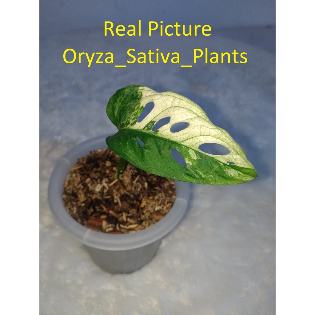 Jual Monstera Adansonii Variegata Jepang Three Color / Janda Bolong ...