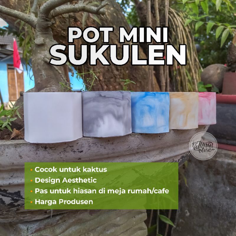 Harga POT Aesthetic Sukulen Terbaru Mei 2023 |BigGo Indonesia