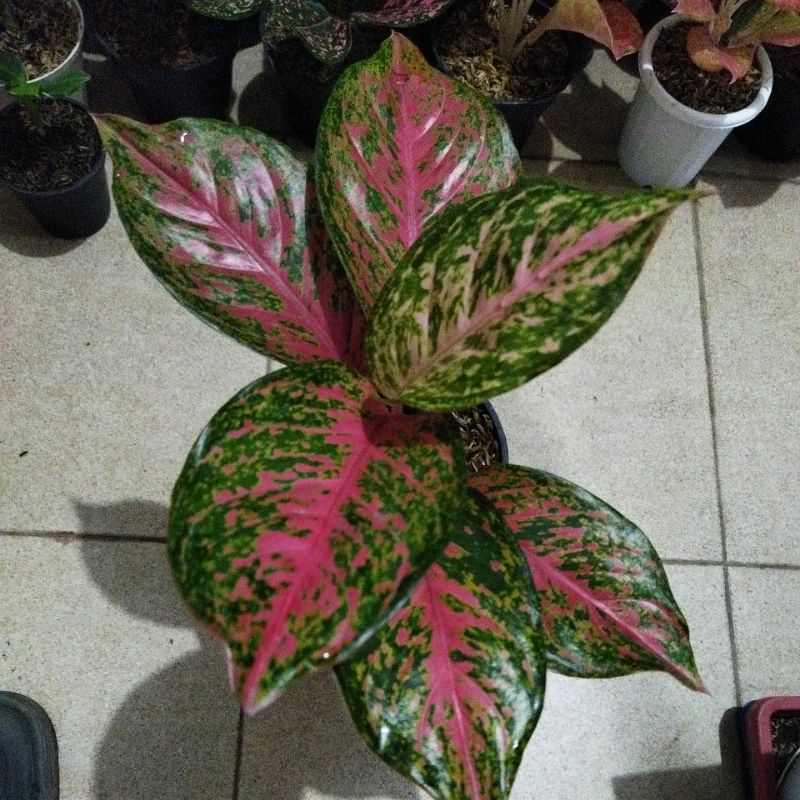 Jual aglonema yoana yohana atau red tos treasure of siam | Shopee Indonesia