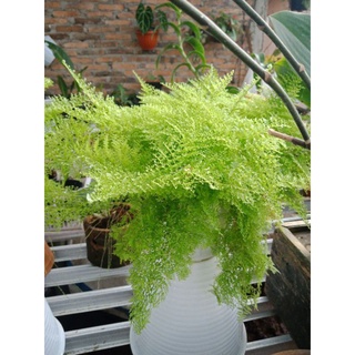 Jual Tanaman Hias Pakis Embun - Pohon Hias Hidup - Bunga Gantung ...