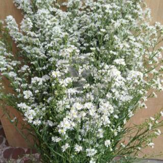 Bunga potong pikok putih | Shopee Indonesia