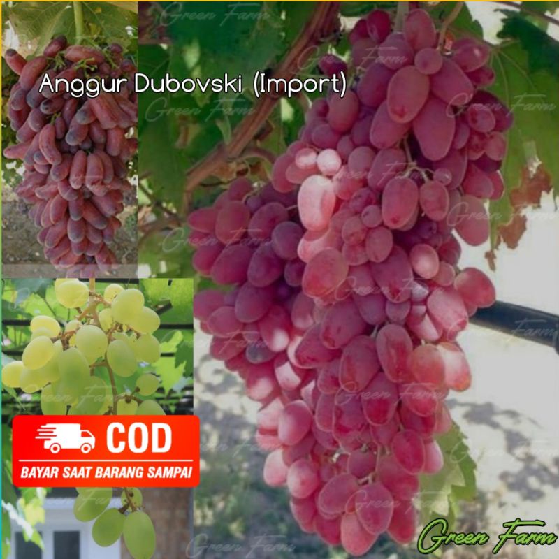 Bibit Anggur Import Banana / Anggur Akademik / Anggur ninel / Anggur ...