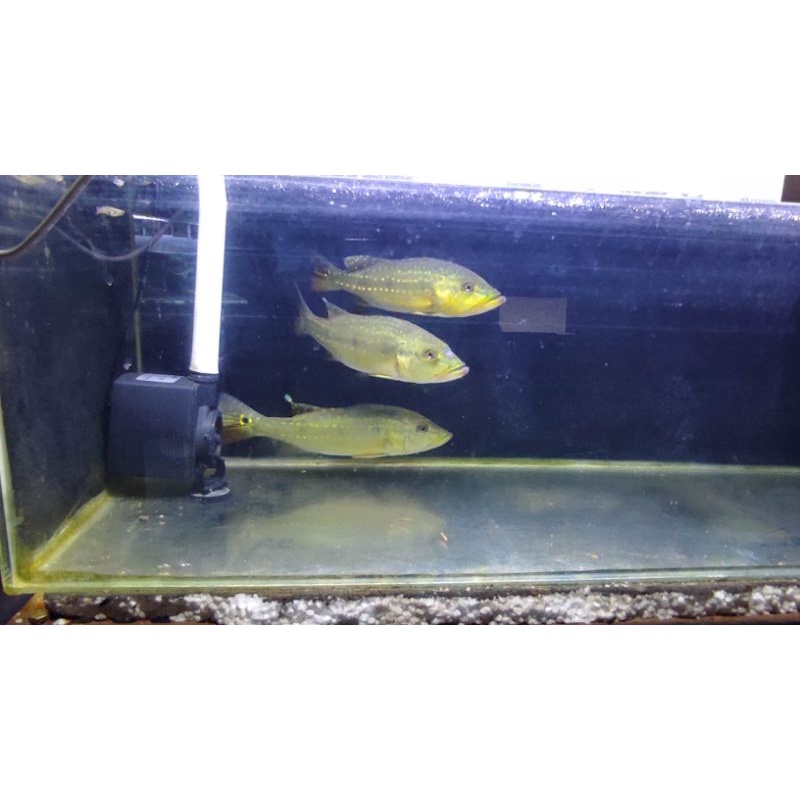 Harga Temensis Terbaru Mei 2022 | BigGo Indonesia