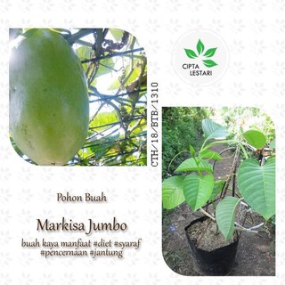 Jual Bibit Pohon Buah Markisa Hijau Sayur Jumbo - Tanaman Erbis Besar Restock* | Shopee Indonesia
