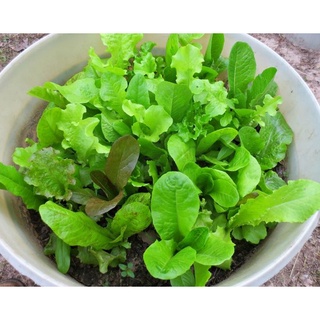 Jual Benih Selada Keriting / Lettuce Romaine / Oakleaf / Butterhead ...