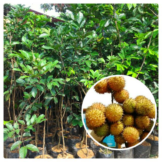 Jual Bibit Pohon Rambutan Rapiah Indonesia|Shopee Indonesia