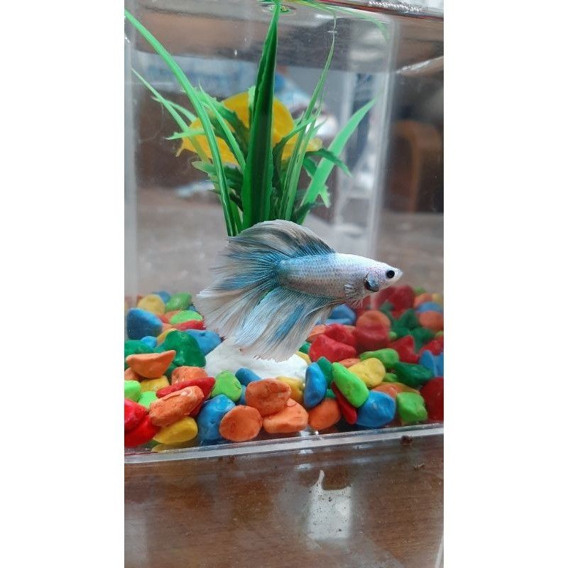 Jual Aquarium ikan cupang ikan cupang halfmoon ikan gupy tempat ...