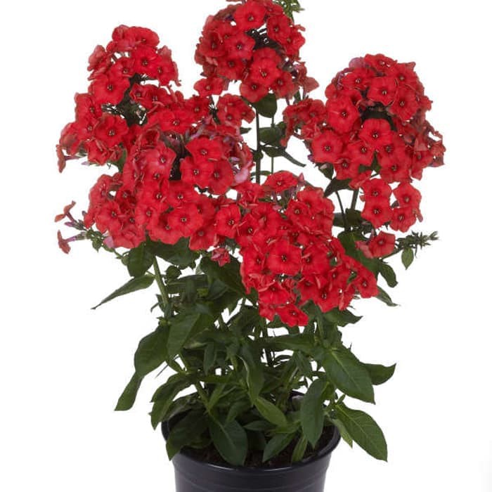 Jual Tanaman hias bunga anyelir bunga merah - dianthus rockin red ...
