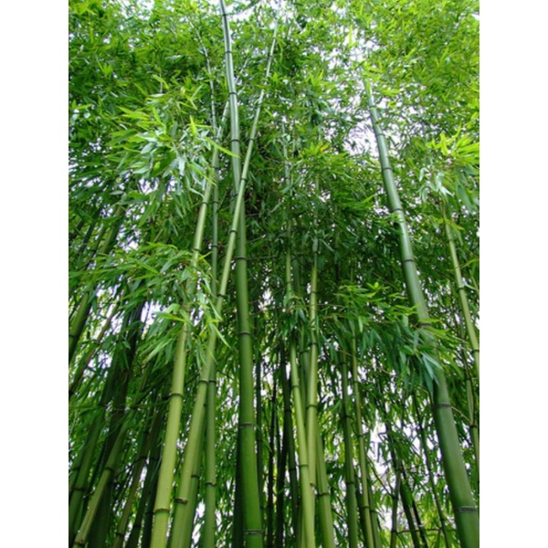 Jual Bambu gombong / bibit bambu gombong | Shopee Indonesia