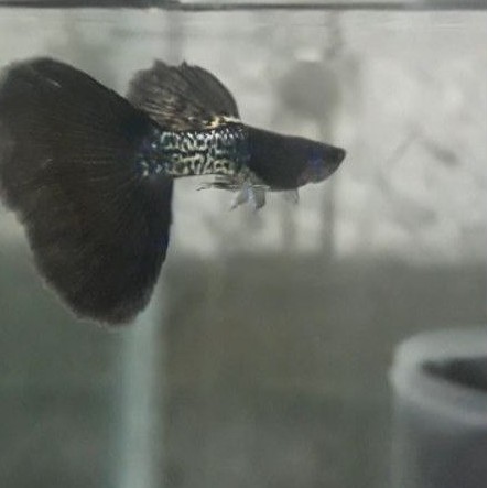 Jual IKAN GUPPY METAL SNAKE SKIN BLACK TAIL (MSSBT) Indonesia|Shopee Indonesia