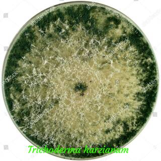 Jual Terlarissss Isolat Murni/Biang/Indukan Trichoderma harzianum media ...