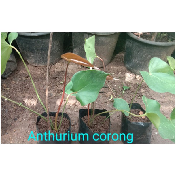 Harga Anthurium Corong Anakan Terbaru Feb 2025 | BigGo Indonesia