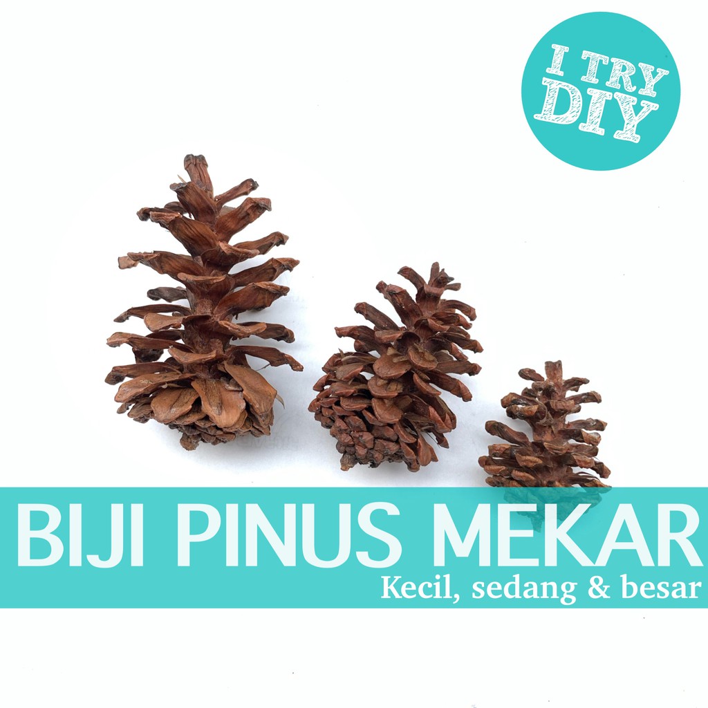 Jual Bunga Pinus Mekar 3 Ukuran - Kembang Pinus - Biji Pinus - Buah ...