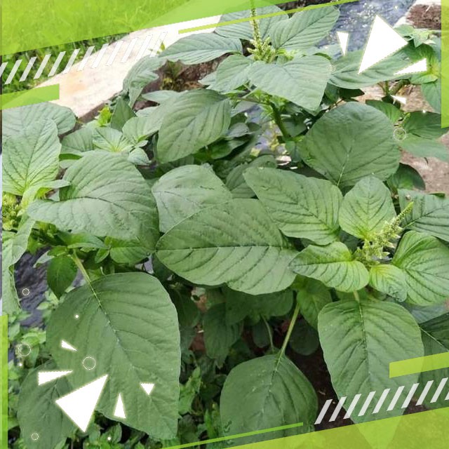 Jual Gudange Benih bayam PETIK Organik, daun lebih lebar, berumur ...