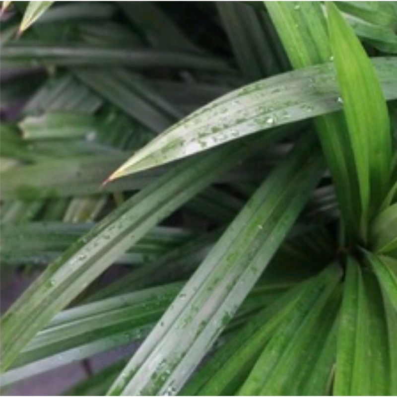 Jual Tanaman Pandan besar 60 cm | Shopee Indonesia