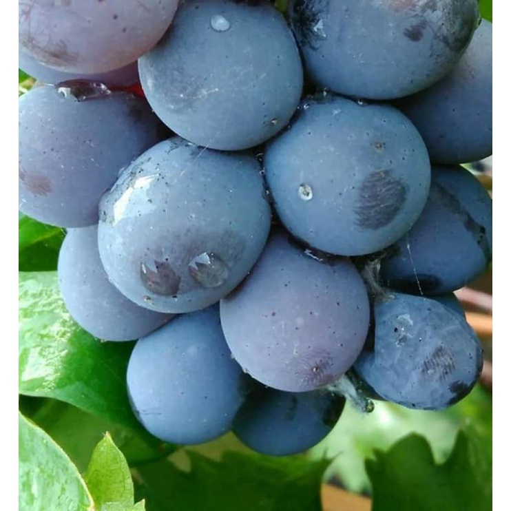Jual Bibit Tanaman Anggur Isabela Super Lokal | Shopee Indonesia