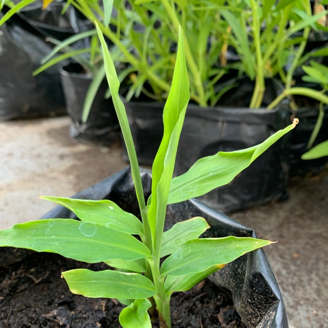 Jual Tanaman Herbal Jahe Apotik Hidup Rimpang Jahe | Shopee Indonesia