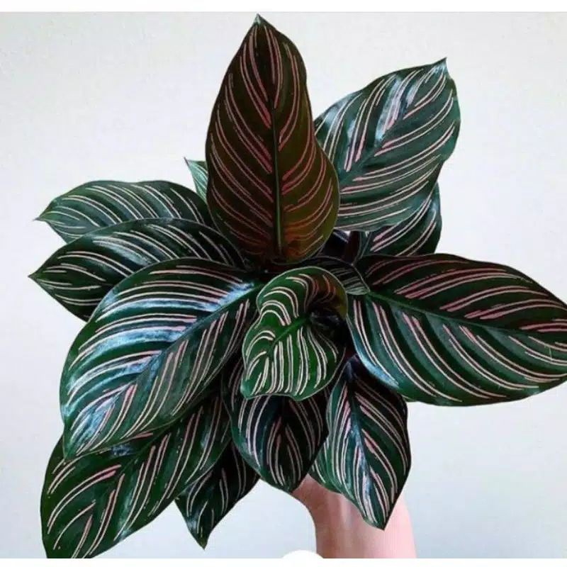 Jual Tanaman Hias calathea kalatea ornata || kalatea sisir || kalatea ...
