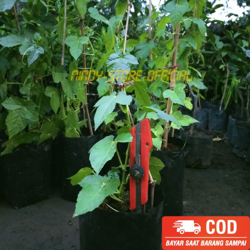 Jual Bibit Hidup 20 - 40 cm Buah Rambusa / Anggur Hutan / Rambutan ...